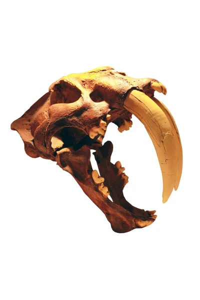 Saber Tooth Tiger Skull Front View