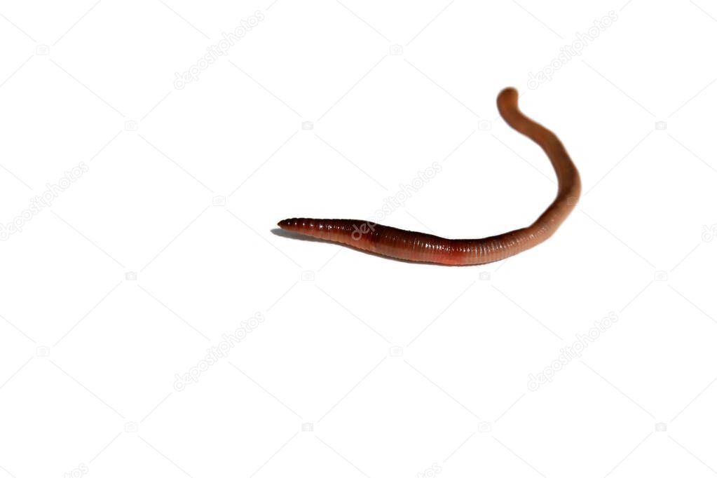 Gusano de Tierra. Gusanos. macro vista de un gusano de tierra. aislado ...