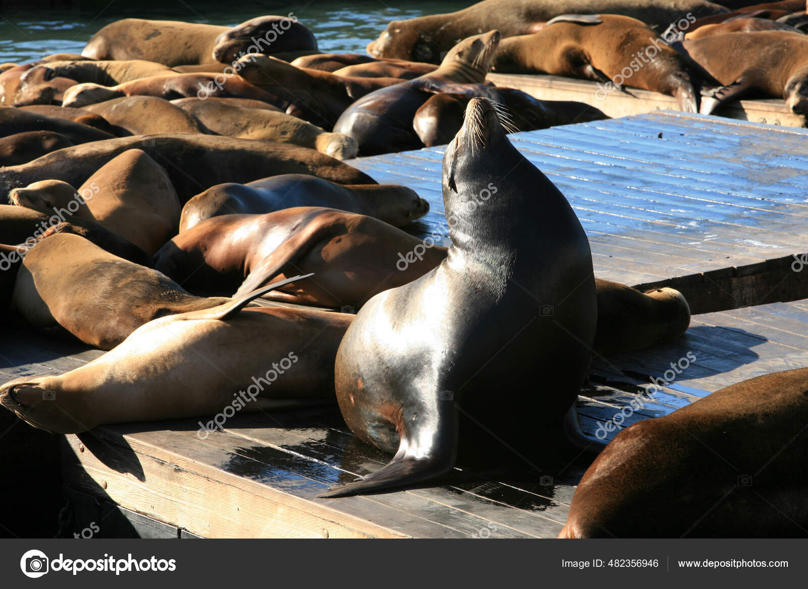 Smiling Elephant Seal
