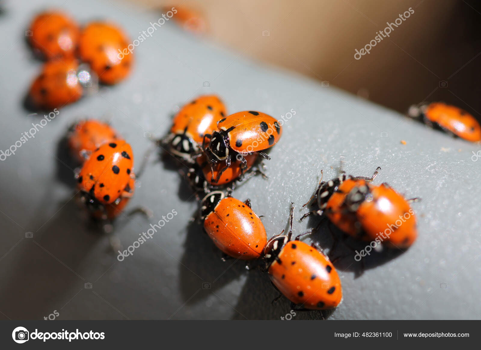 Coccinellidae Species