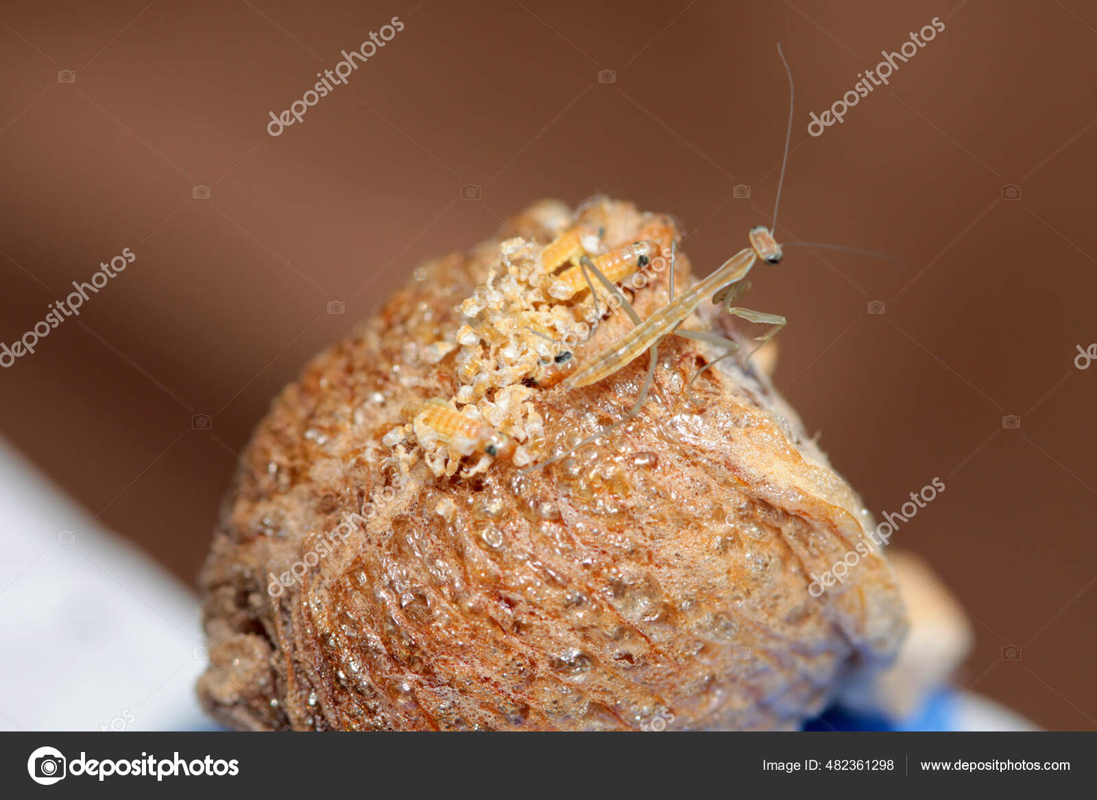Praying Mantis Hatching