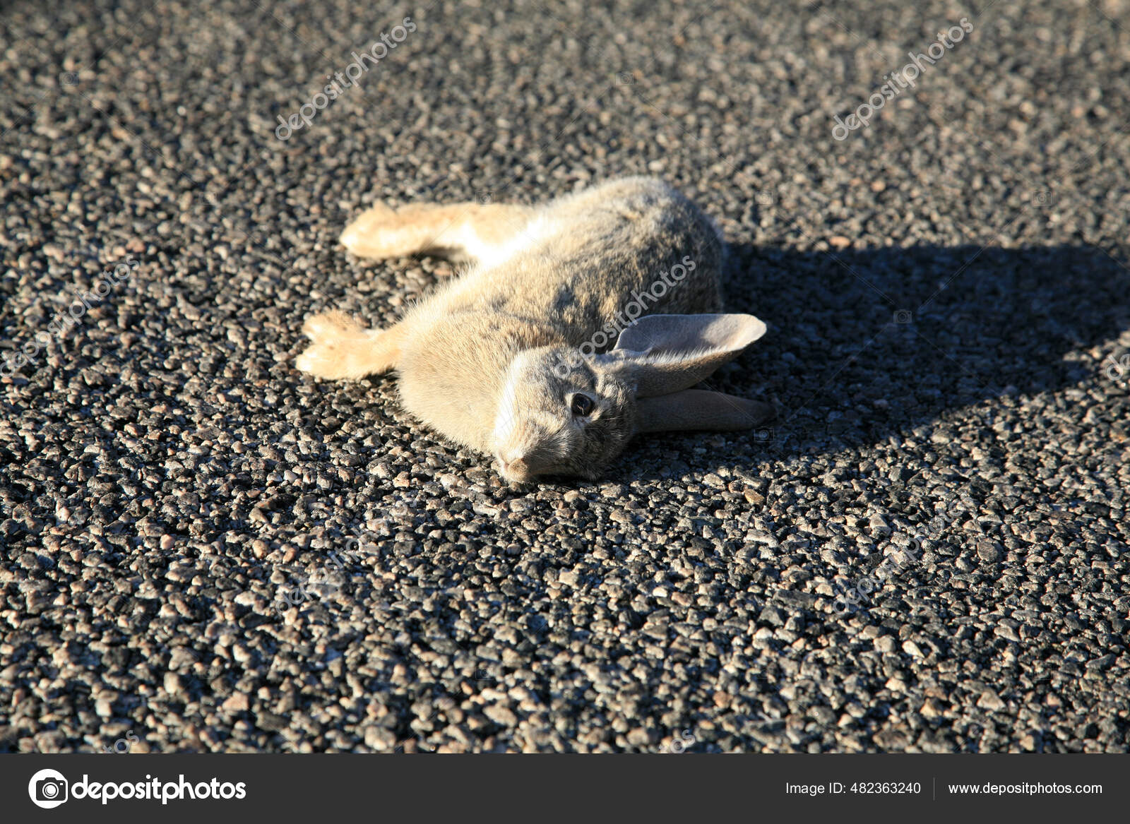 Rabbit Dead Rabbit Dead Bunny Road Kill Close Dead Rabbit — Stock Photo ...