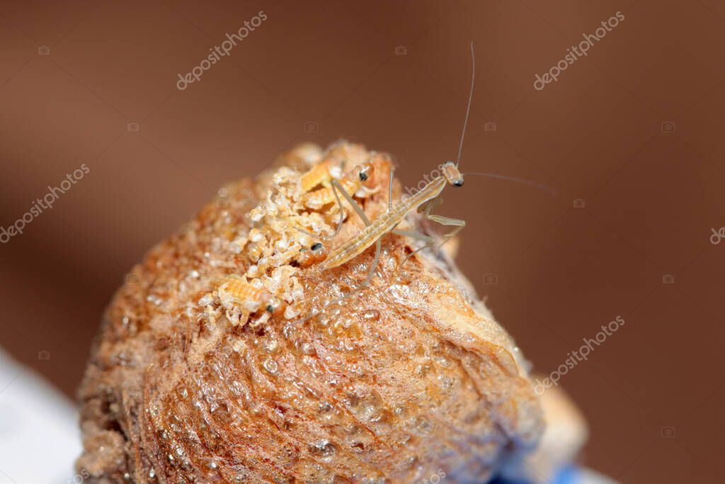 Rezando Mantis. Orando Huevo Mantis. Bebé rezando Mantis. Rezando ...