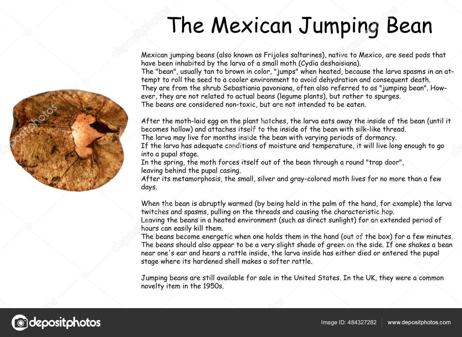 Inside Of A Jumping Beans