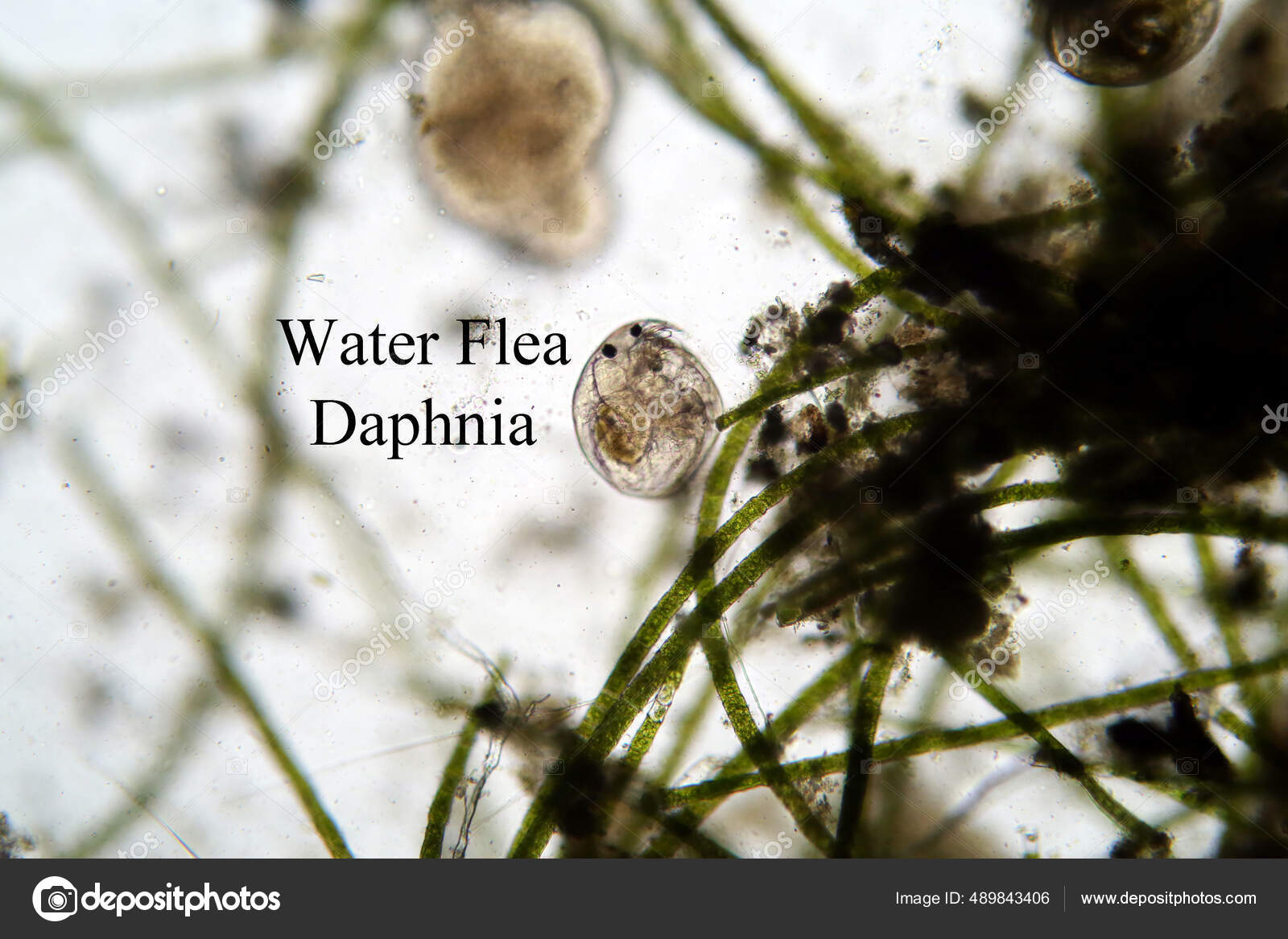 Microscopic Life Microscope Single Cell Animal Living Organism Seen ...