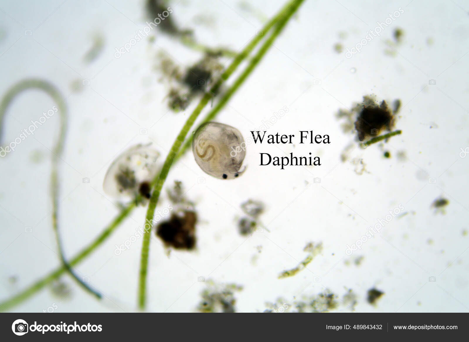 Celula Real Sob Microscopio Solomark Microscope, 20x 1280x