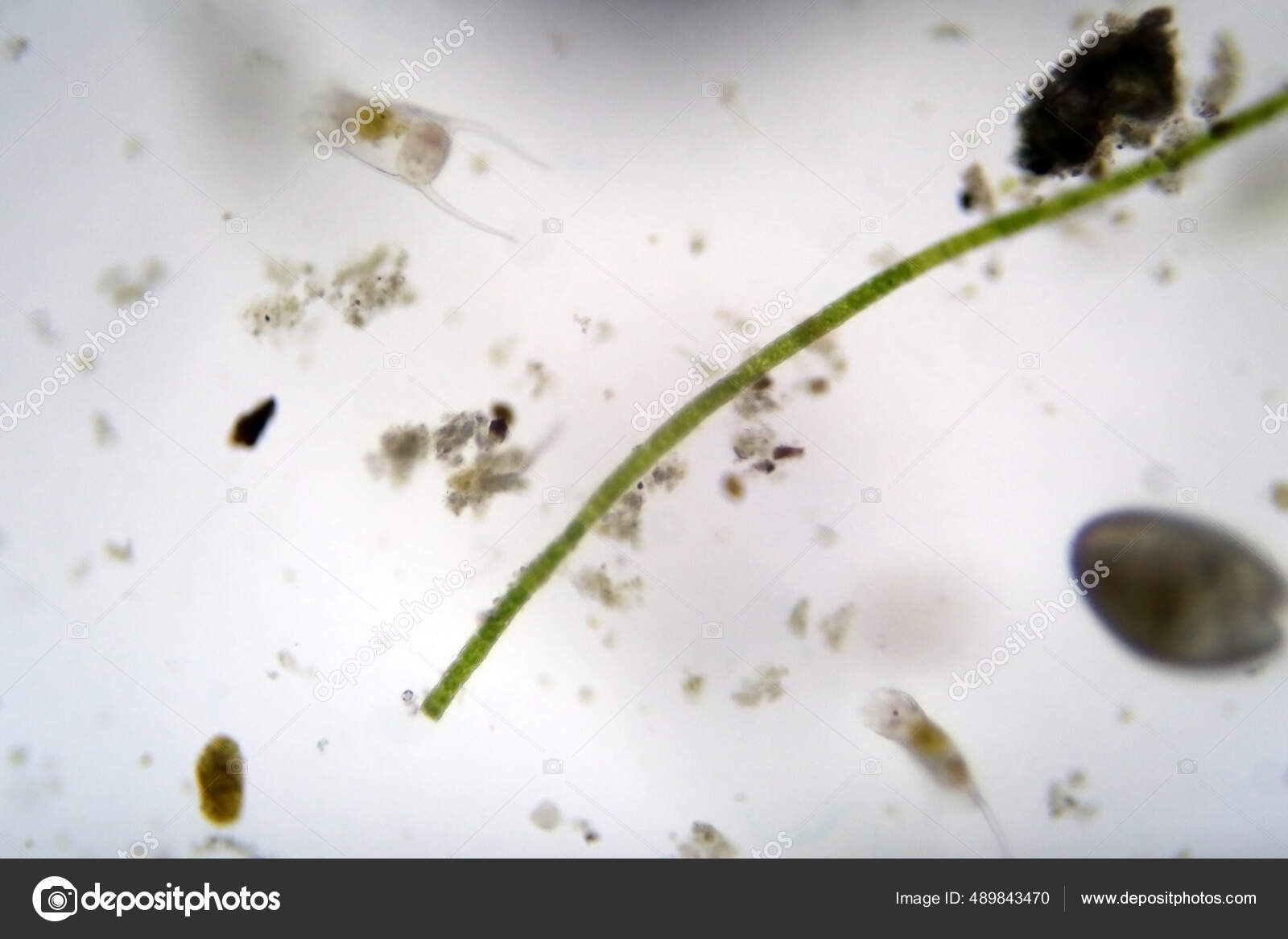 Microscopic Animals In Pond Water