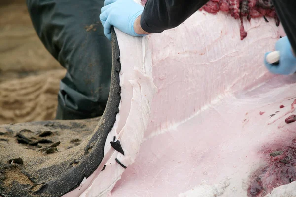 Humpback Whale Dead Humpback Whale Megaptera Novaeangliae Species ...