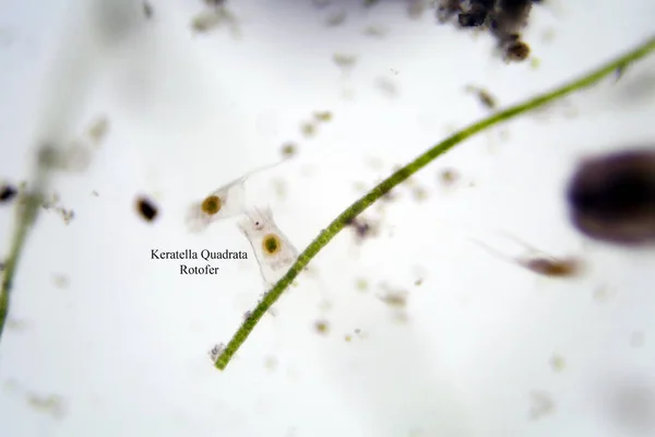 Freshwater Rotifers