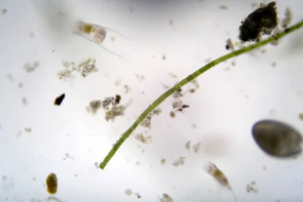 Microscopic Animals In Pond Water