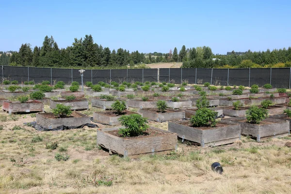 Outdoor cannabis farm Stock Photos, Royalty Free Outdoor cannabis farm ...