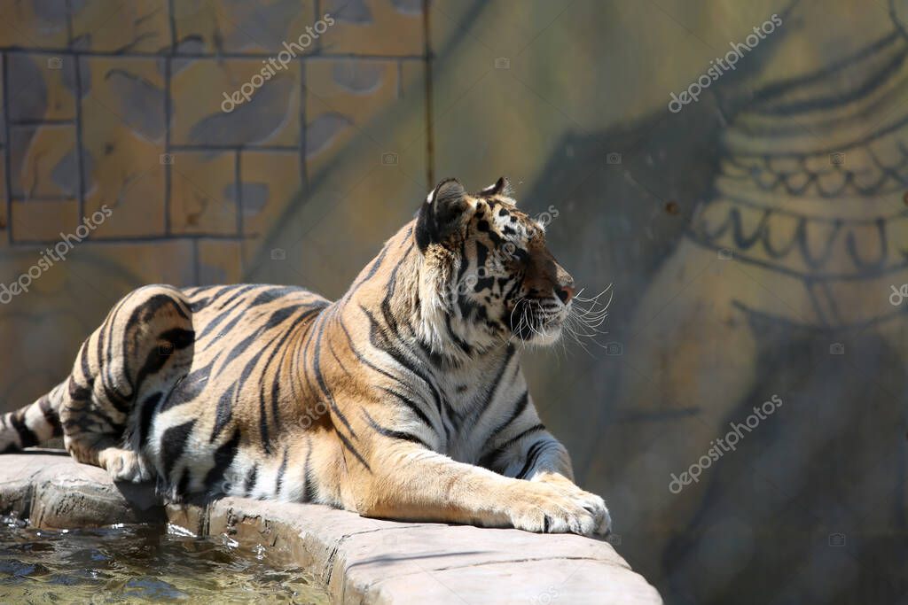 Tigre. Hermosa cara de tigre de Bengala Real. Panthera Tigris. Tigre de ...