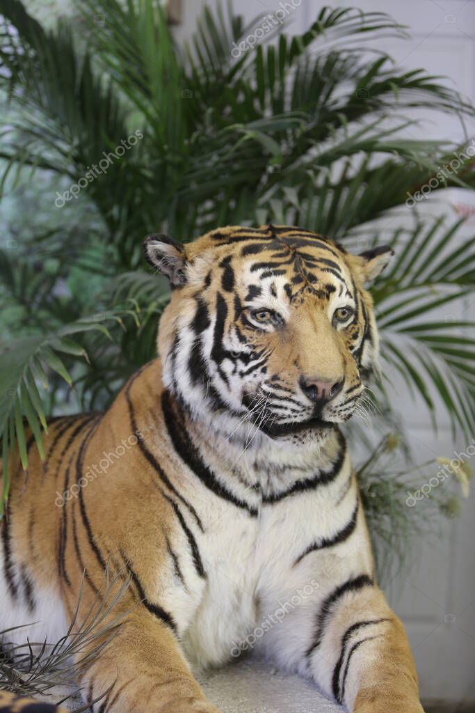 Tigre. Hermosa cara de tigre de Bengala Real. Panthera Tigris. Tigre de ...