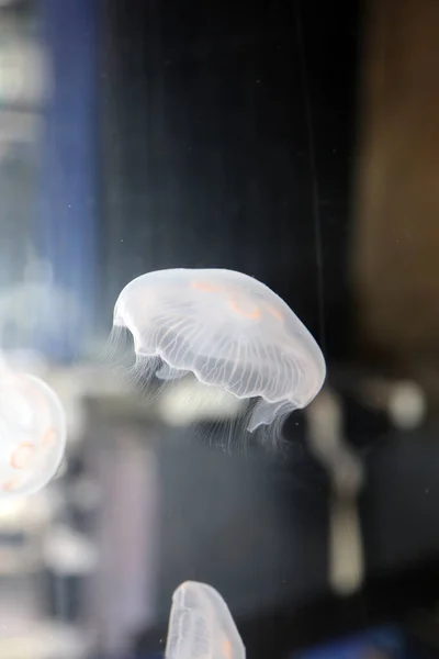 Jellyfish aurelia Stock Photos, Royalty Free Jellyfish aurelia Images ...