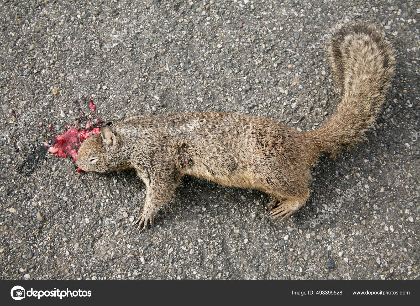 Squirrel Road Kill Dead Squirrel Dead Squirrel Lies Road Just — Stock ...