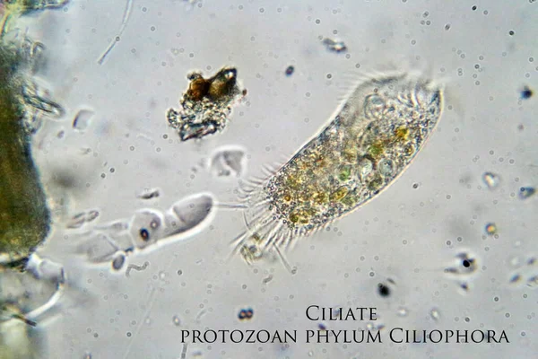 Phylum Ciliophora Paramecium