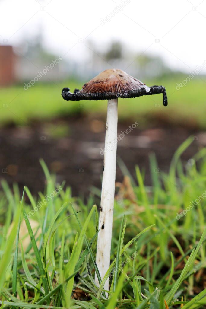Champiñones. Champiñón salvaje. Champiñones creciendo con hierba afuera ...