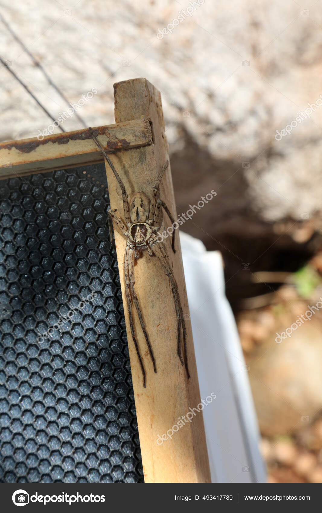 Huntsman Spider Cain Spider Large Hairy Huntsman Spider Heteropoda ...