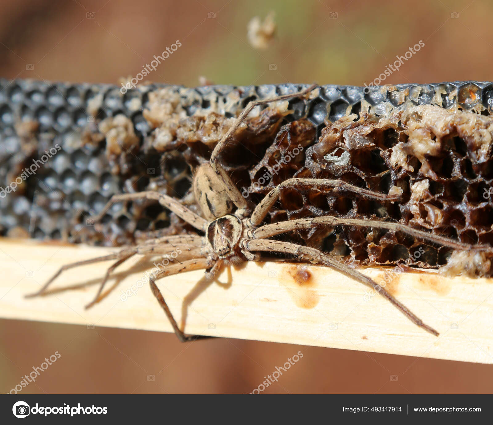 Huntsman Spider Large Hairy Huntsman Spider Huntsman Spider Cain Spider ...
