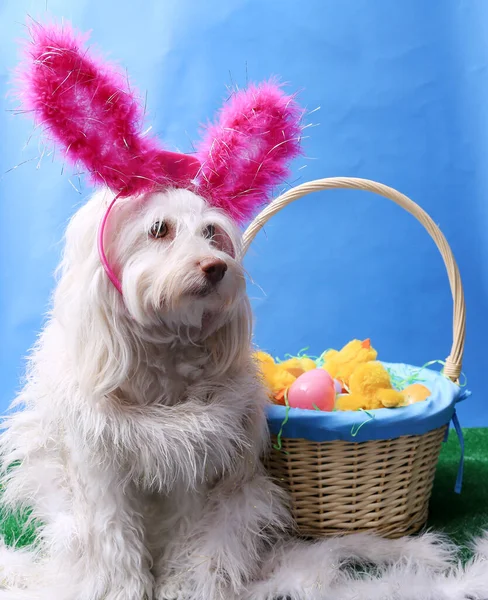 Easter Dog Portrait. A beautiful dog poses for her Easter photos in a ...