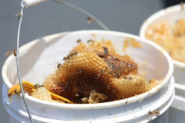 Lake Forest, California 7-16-2018: Africanized Honey Bees aka KILLER BEE'S Swarm Firefighters ...
