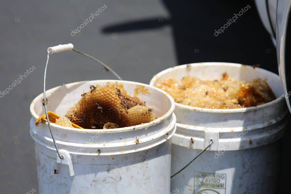 Lake Forest, California 7-16-2018: Africanized Honey Bees aka KILLER ...