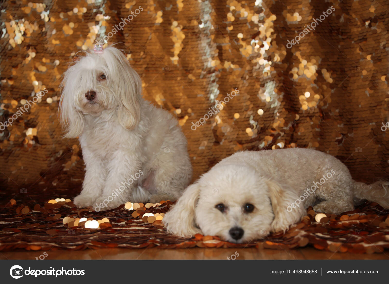 Bichon Frise Maltese Mix Puppies