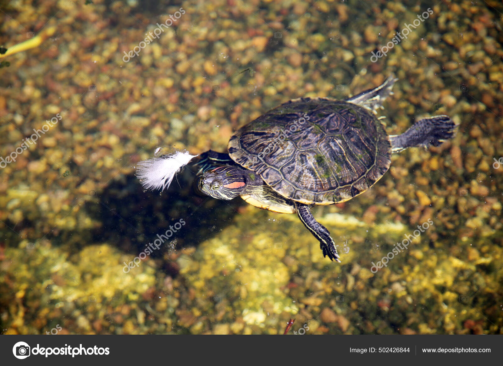Red Eared Slider Turtle Turtle Man Made Pond — Stock Photo © mikeledray ...