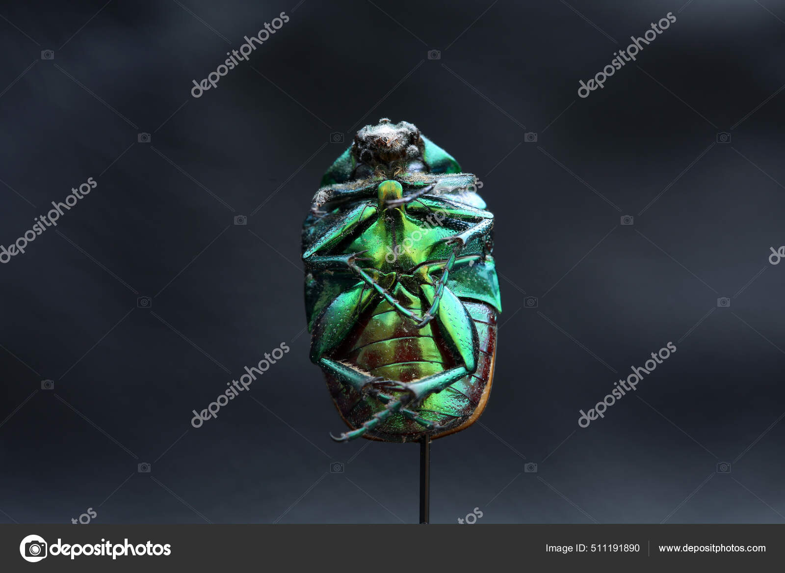 Green Scarab Beetle June Bug Scarab Beetle Scarab Beetle Macro — Stock ...