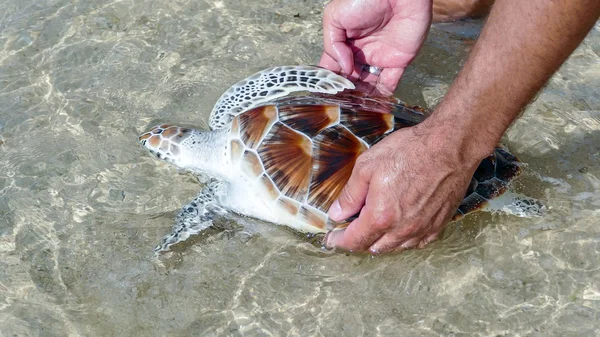 Turtle release Stock Photos, Royalty Free Turtle release Images ...