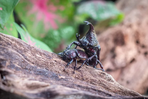 Insetos do sri lanka Stock Photos, Royalty Free Insetos do sri lanka ...