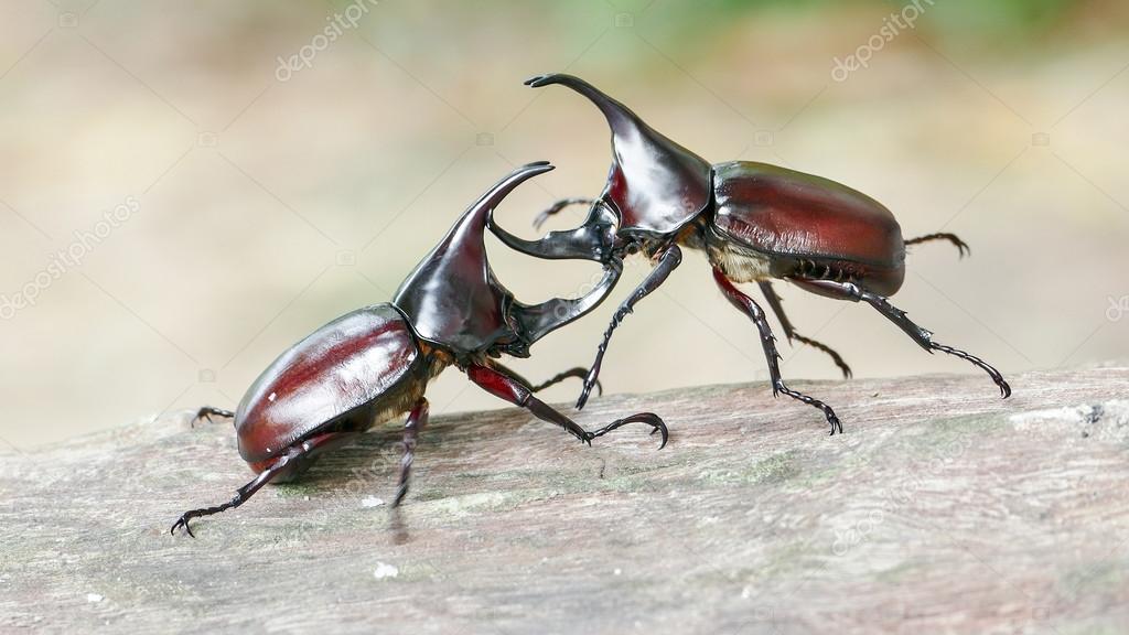 Rhinoceros beetle, Rhino beetle,Fighting beetle — Stock Photo ...