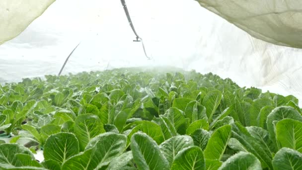 Fog Spray system in hydroponics gardens — Stock Video © wonderisland ...