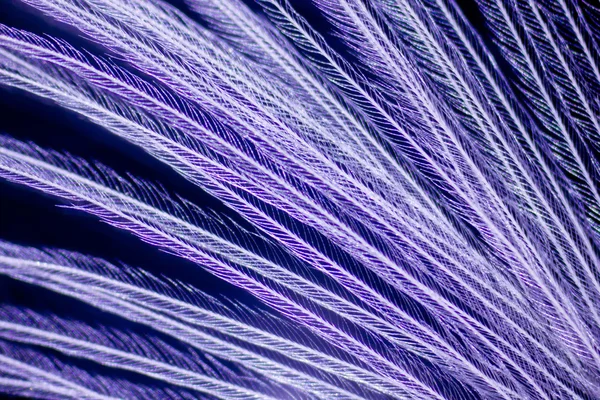 bird feathers under a microscope - Stock Image - Everypixel