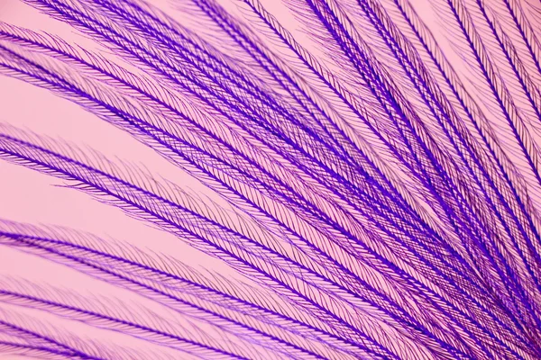 Nature microscope Stock Photos, Royalty Free Nature microscope Images ...