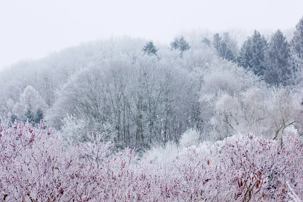 Pink winter scene Stock Photos, Royalty Free Pink winter scene Images ...