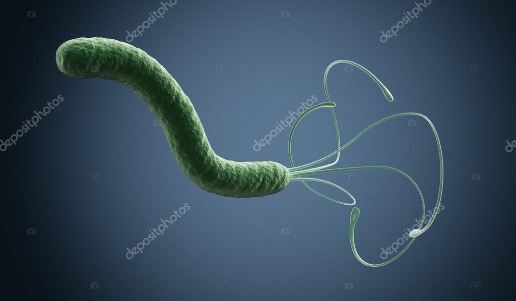 Under the microscope, helicobacter bacterium Stock Photo by ©lucadp ...