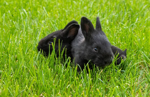 Black bunny rabbit Stock Photos, Royalty Free Black bunny rabbit Images ...