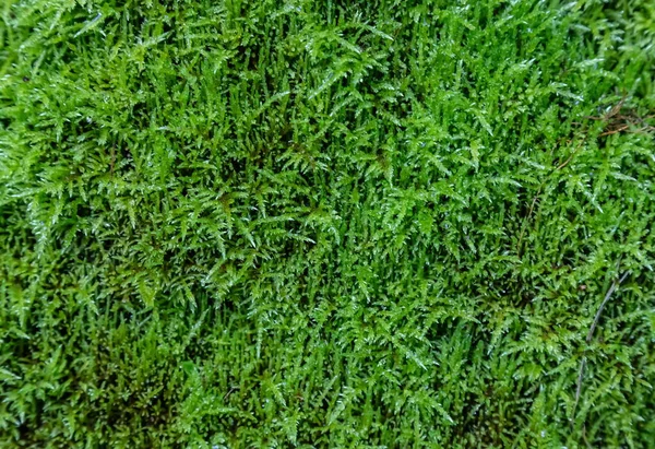 Pickle grass Stock Photos, Royalty Free Pickle grass Images | Depositphotos