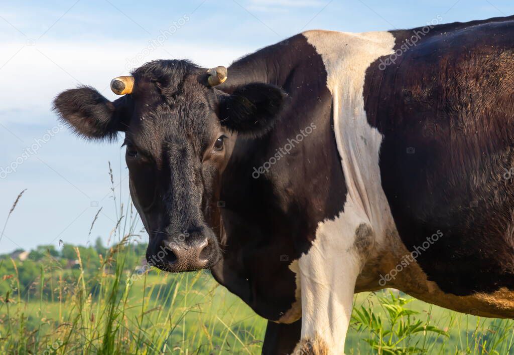 La vaca roza en un pasto en verano contra el cielo 2025