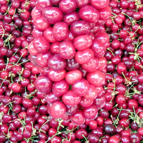 Cerejas de borgonha images libres de droit, photos de Cerejas de ...