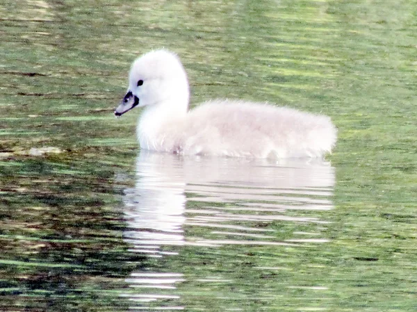 Swanpool Stock Photos, Royalty Free Swanpool Images | Depositphotos