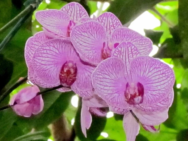 Latin orchidaceae Stock Photos, Royalty Free Latin orchidaceae Images ...