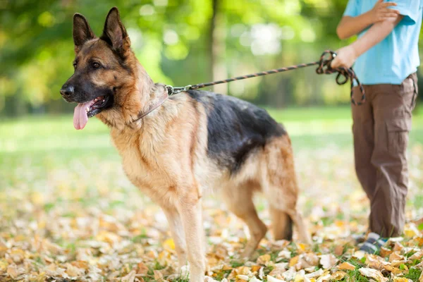 German shepherd child Stock Photos, Royalty Free German shepherd child ...