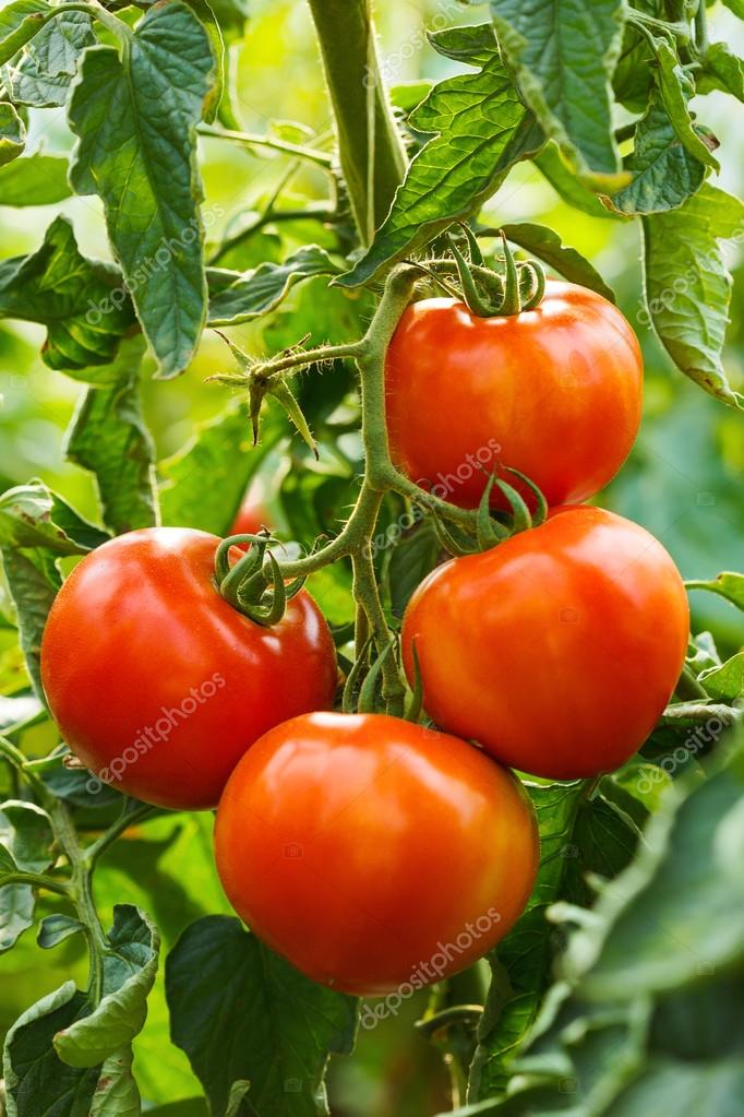 Ripe tomato cluster in greenhouse ⬇ Stock Photo, Image by © icefront ...