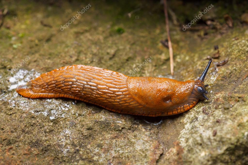 Babosa española - Arion vulgaris 2025