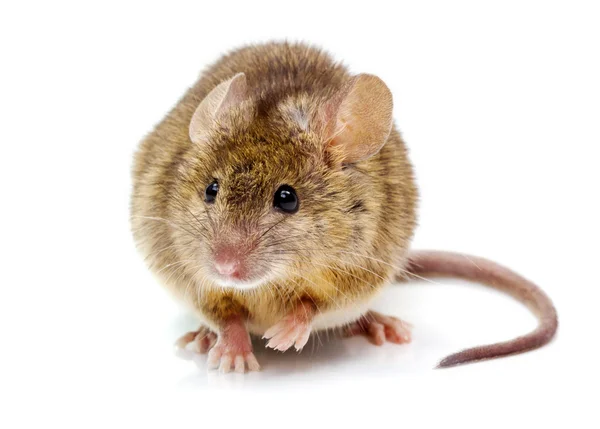 House mouse (Mus musculus) Stock Photo by ©icefront 30697873