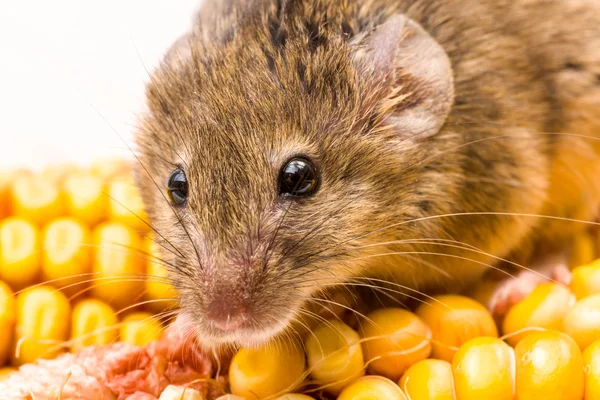 House mouse (Mus musculus) on corn - Stock Image - Everypixel