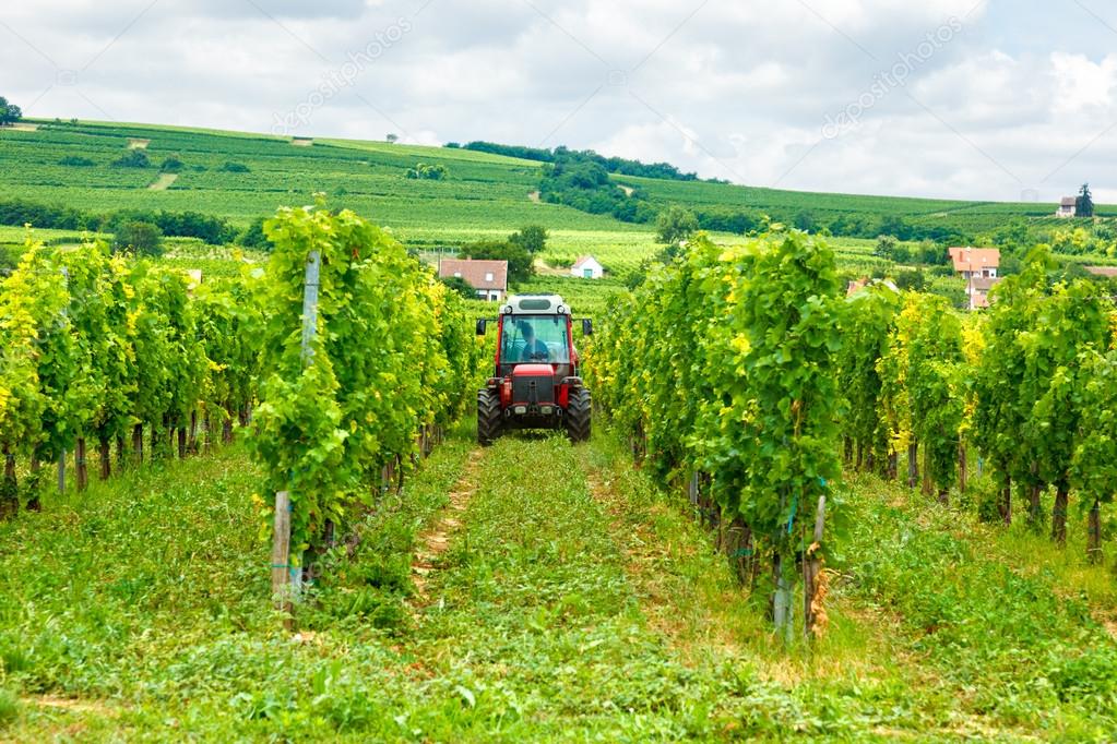 Tractor working in the vineyard — Stock Photo © icefront #83742202