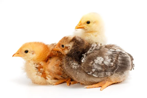 949 Three chickens Stock Photos | Free & Royalty-free Three chickens ...